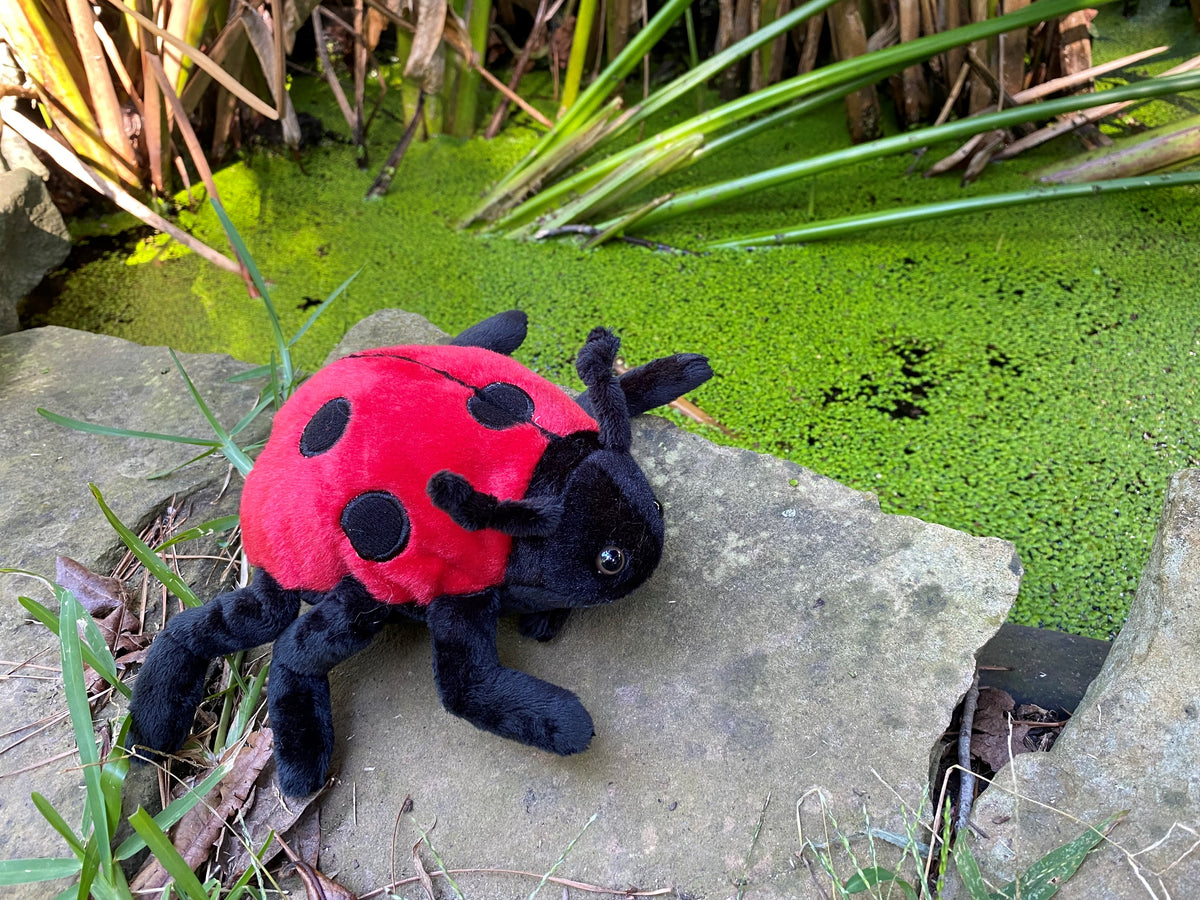 Ladybug – Elements Museum Store at the Museum of Life and Science
