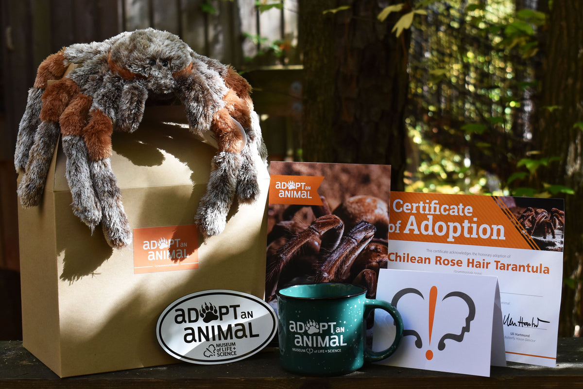Adopt an Animal - Tarantula - Conservationist Level – Elements Museum ...
