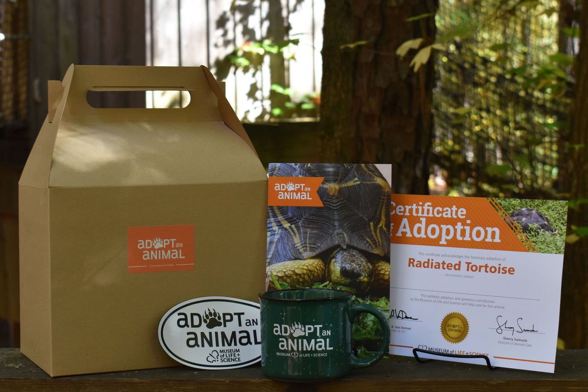 Adopt an Animal - Tortoise - Ranger Level – Elements Museum Store at ...